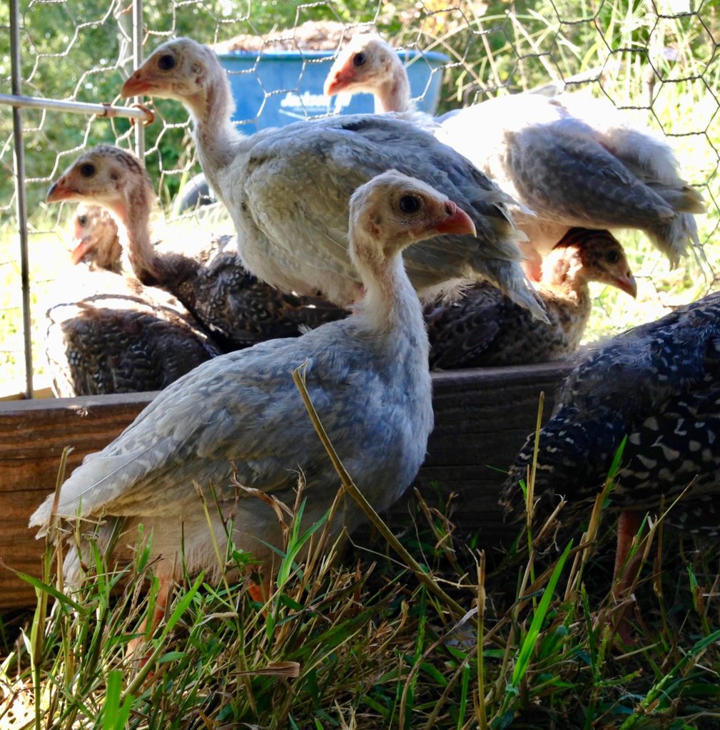 What can Guinea Fowl Offer Your Homestead? | HAPPY HOLISTIC HOMESTEAD