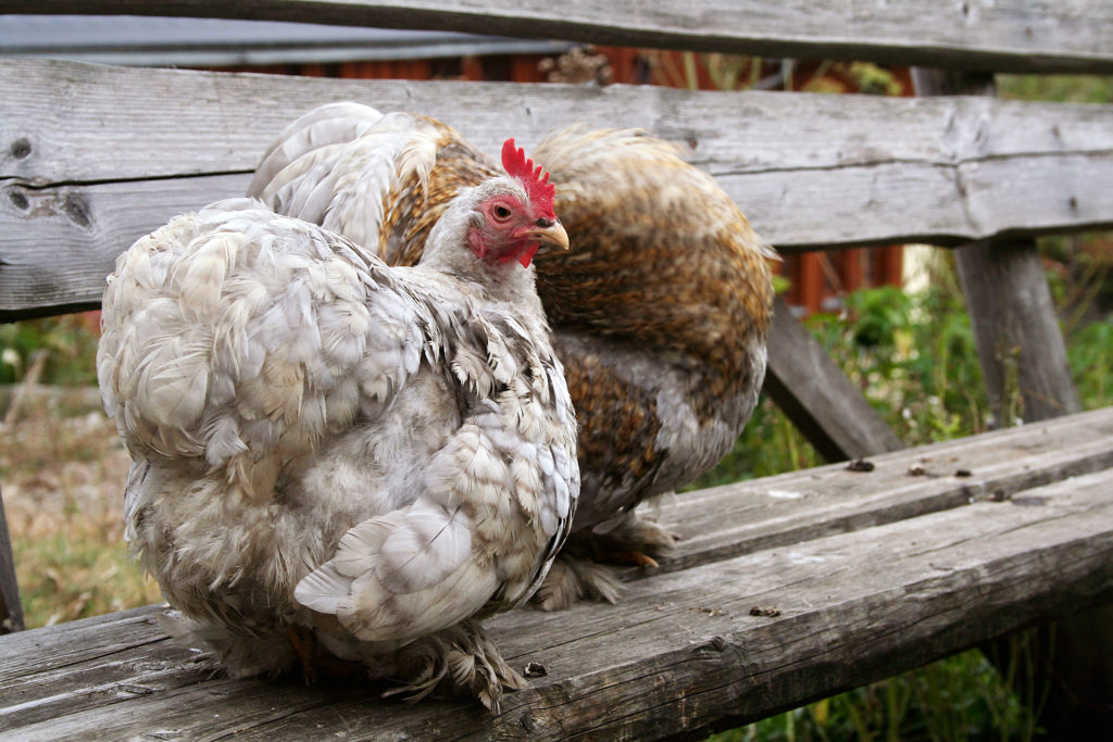 How To Start Raising Laying Hens – It’s Easy! And the Benefits Are ...