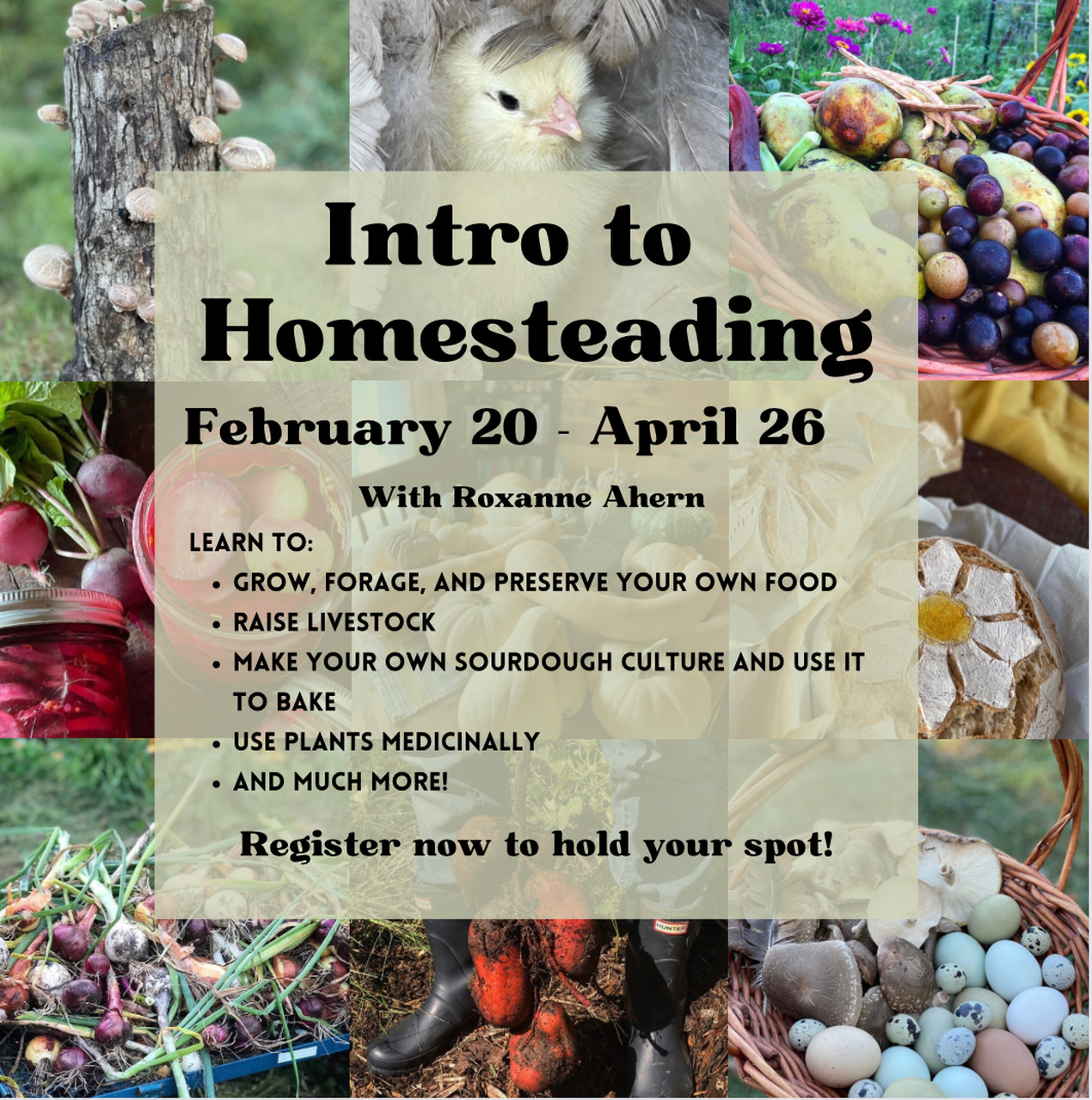 HAPPY HOLISTIC HOMESTEAD – Helping empower people to make good choices ...